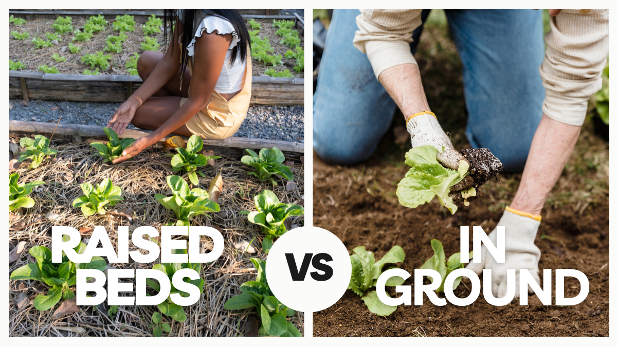 Raised Beds Vs In-Ground Vegetable Garden - Backyard Boxes